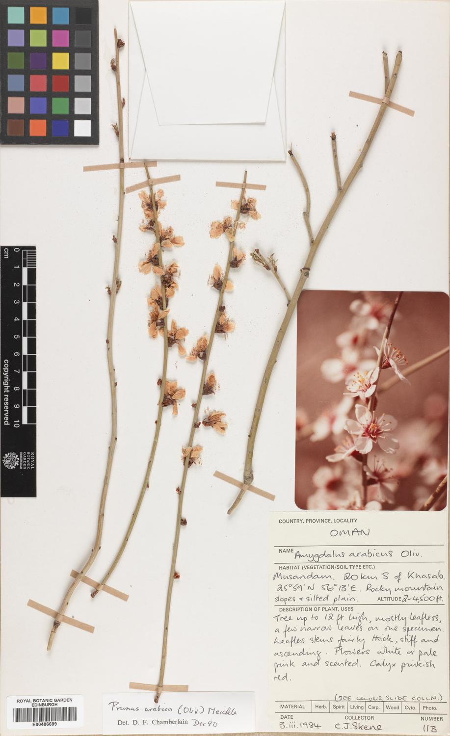 Prunus arabica (Oliv.) Meikle