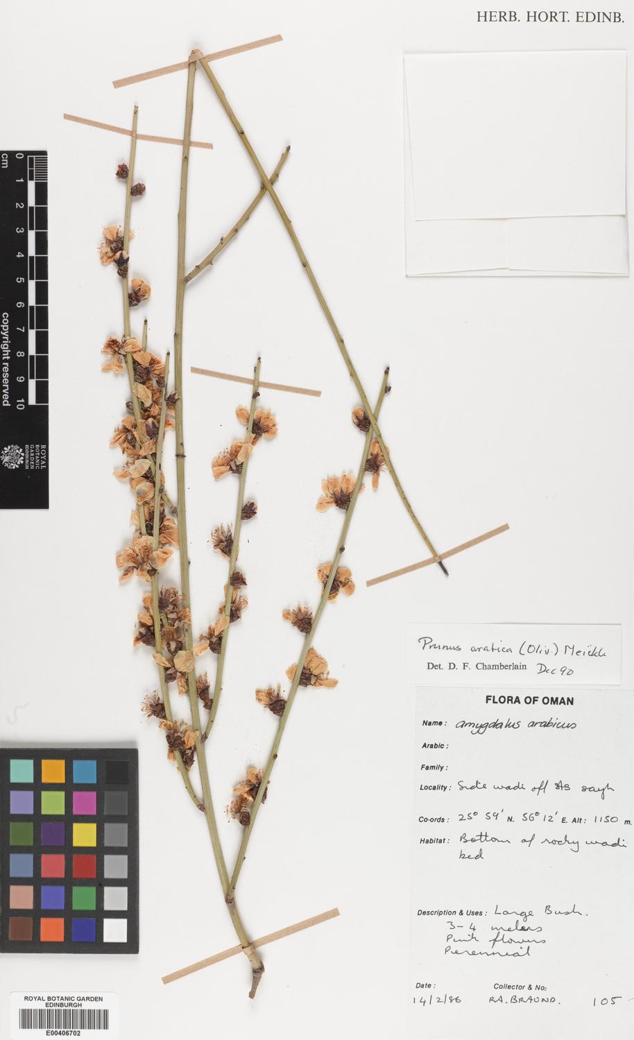 Prunus arabica (Oliv.) Meikle