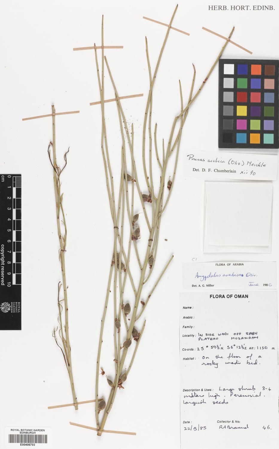 Prunus arabica (Oliv.) Meikle