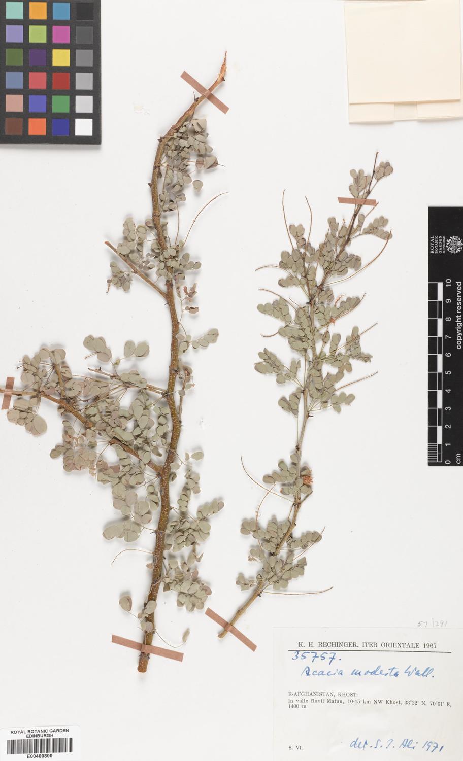 Senegalia modesta (Wall.) P.J.H.Hurter