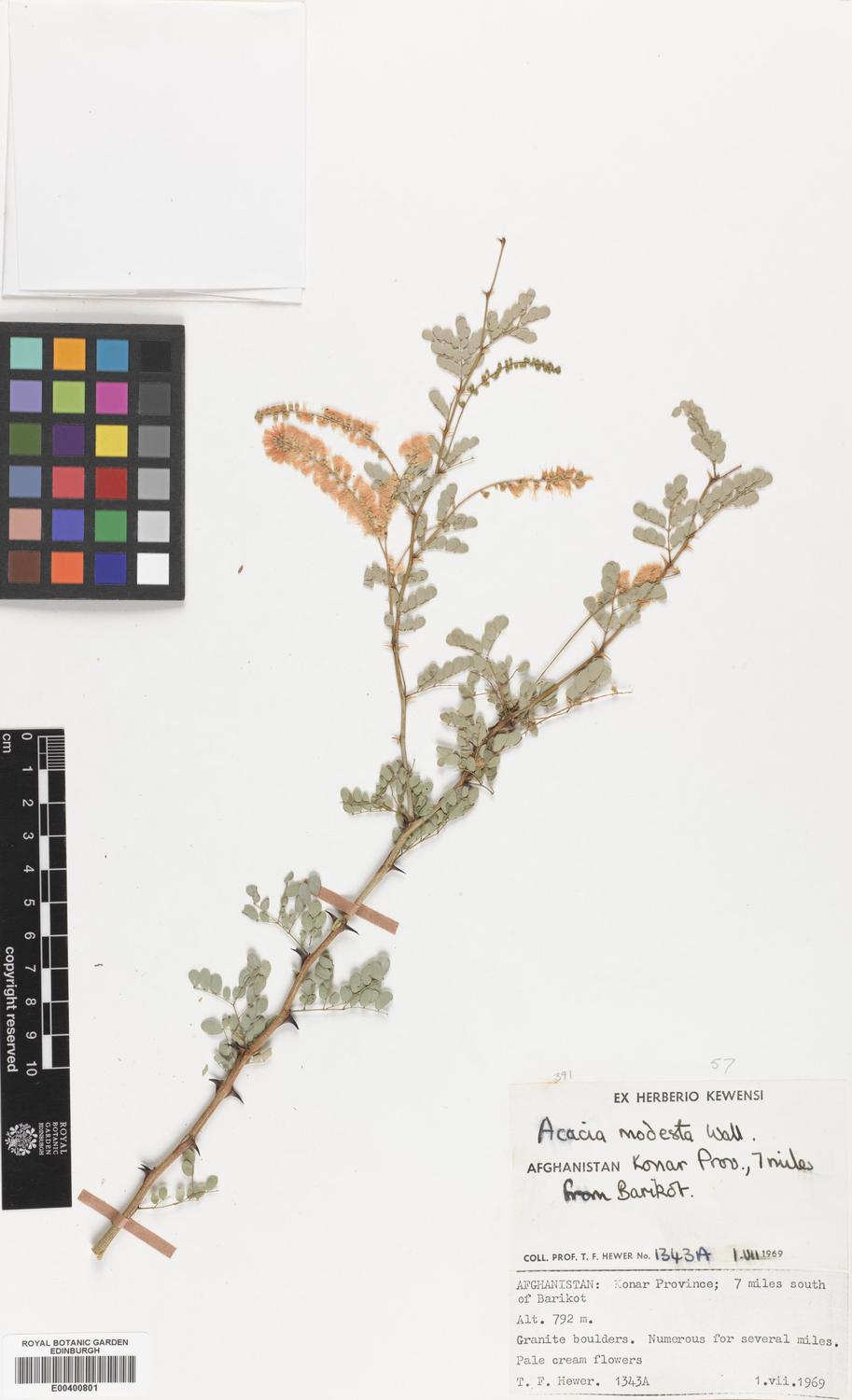 Senegalia modesta (Wall.) P.J.H.Hurter