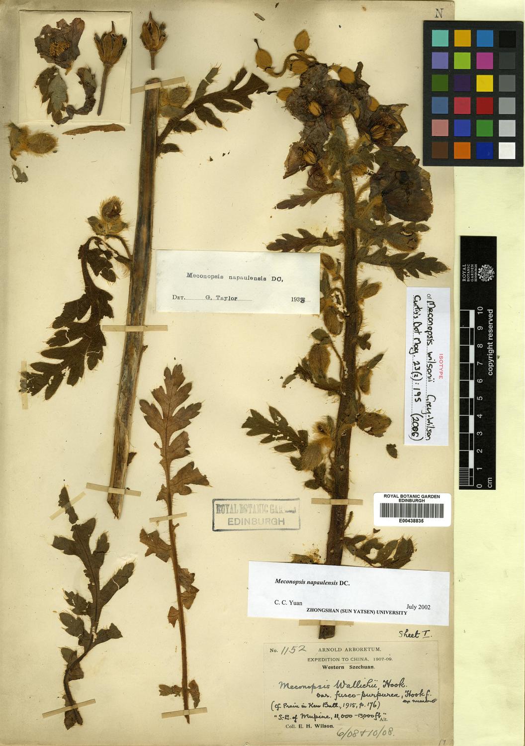 Meconopsis wilsonii Grey-Wilson