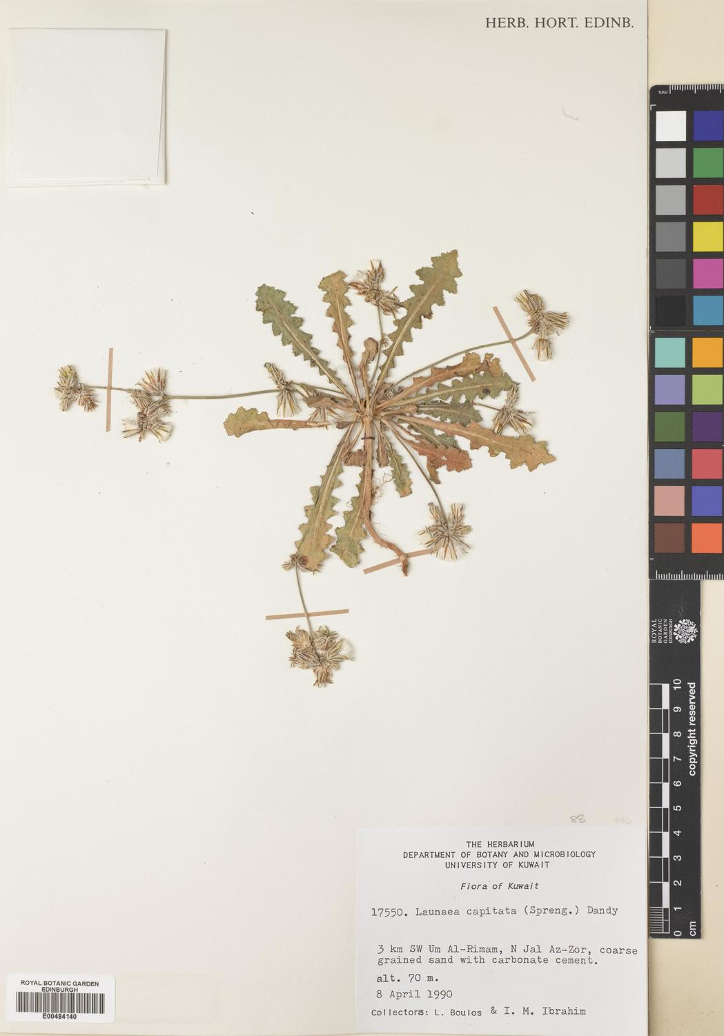 Launaea capitata (Spreng.) Dandy