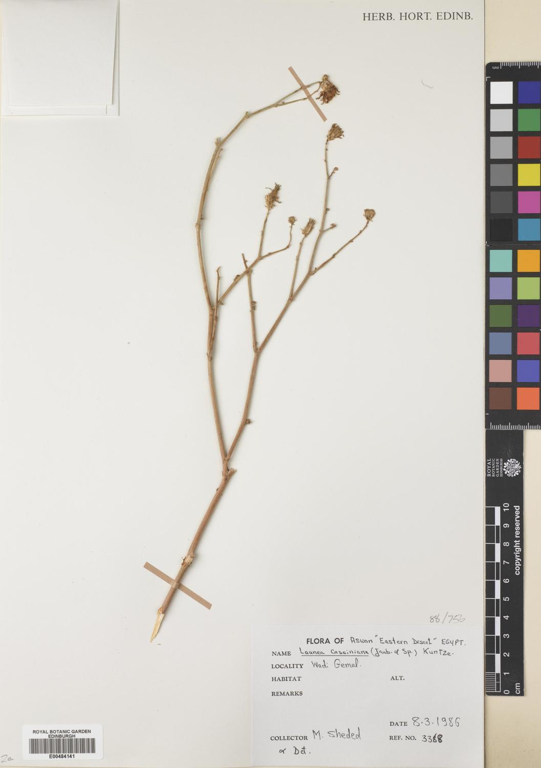 Launaea capitata (Spreng.) Dandy