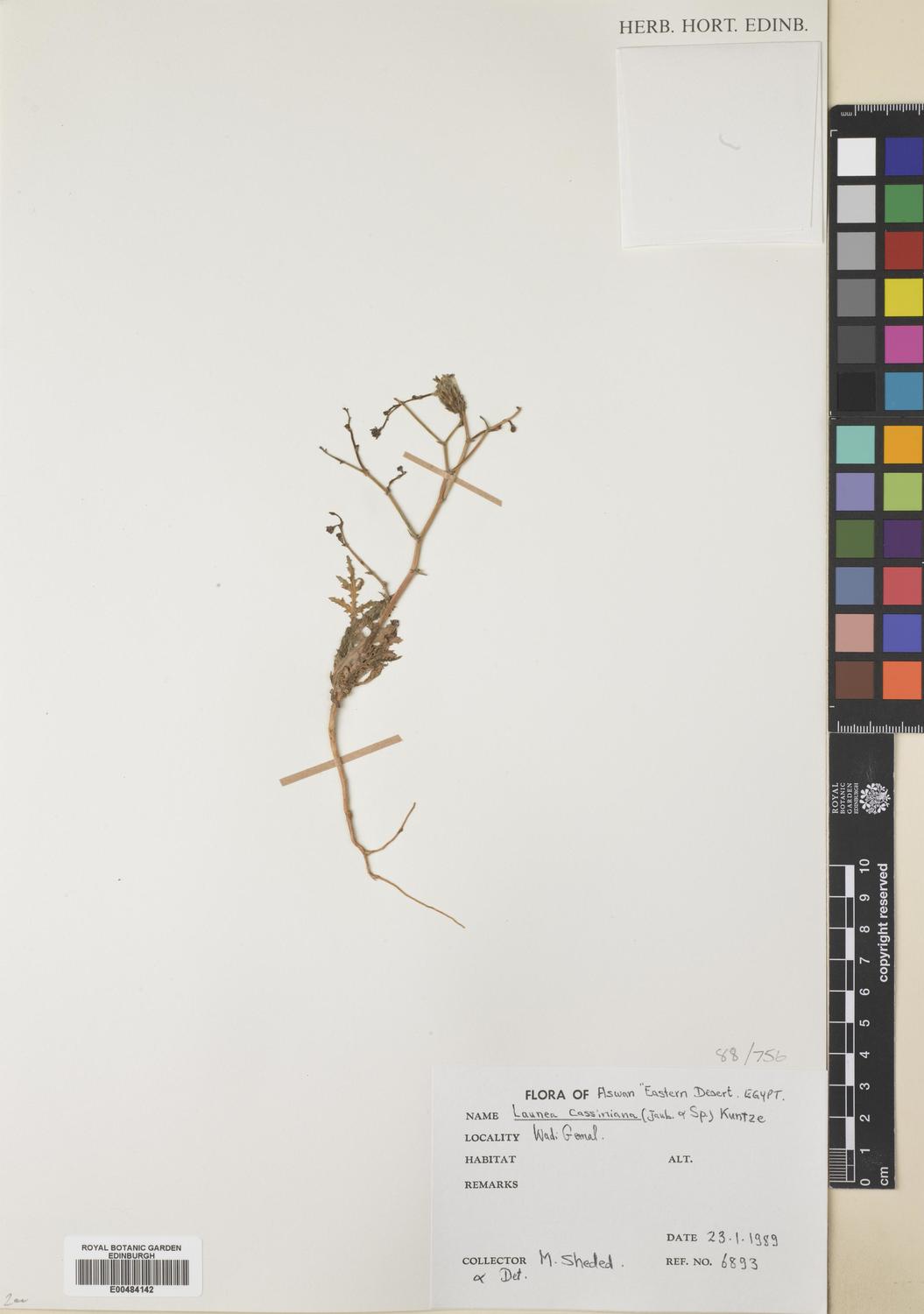 Launaea capitata (Spreng.) Dandy