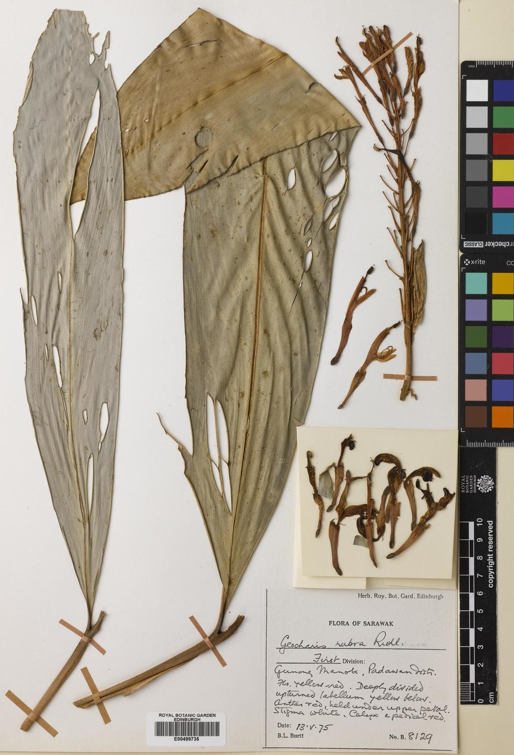 Geocharis rubra Ridl.