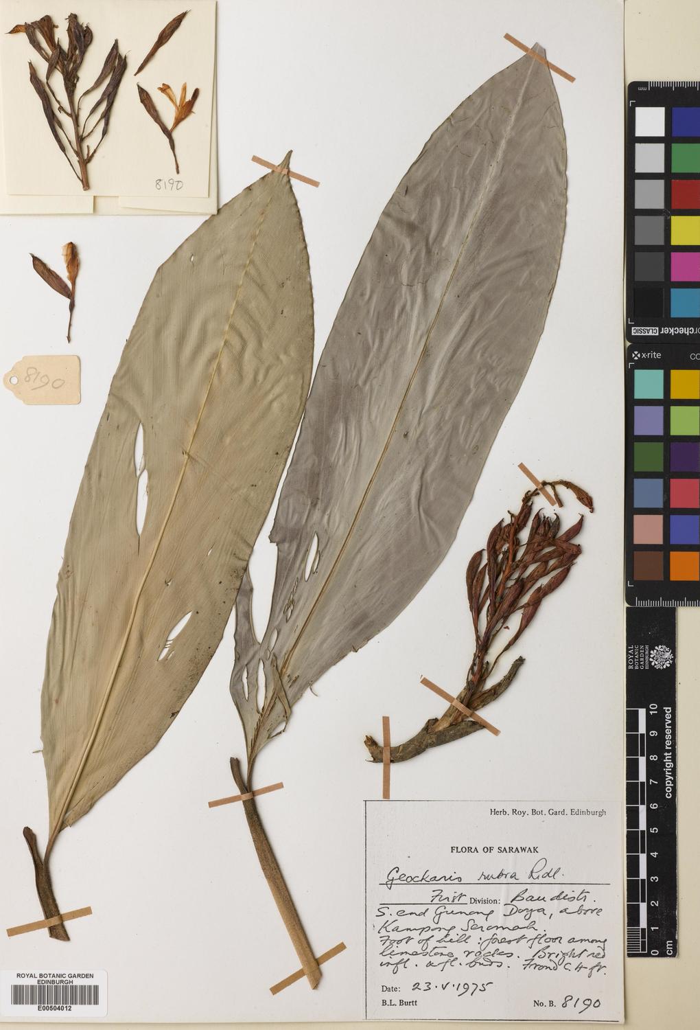 Geocharis rubra Ridl.