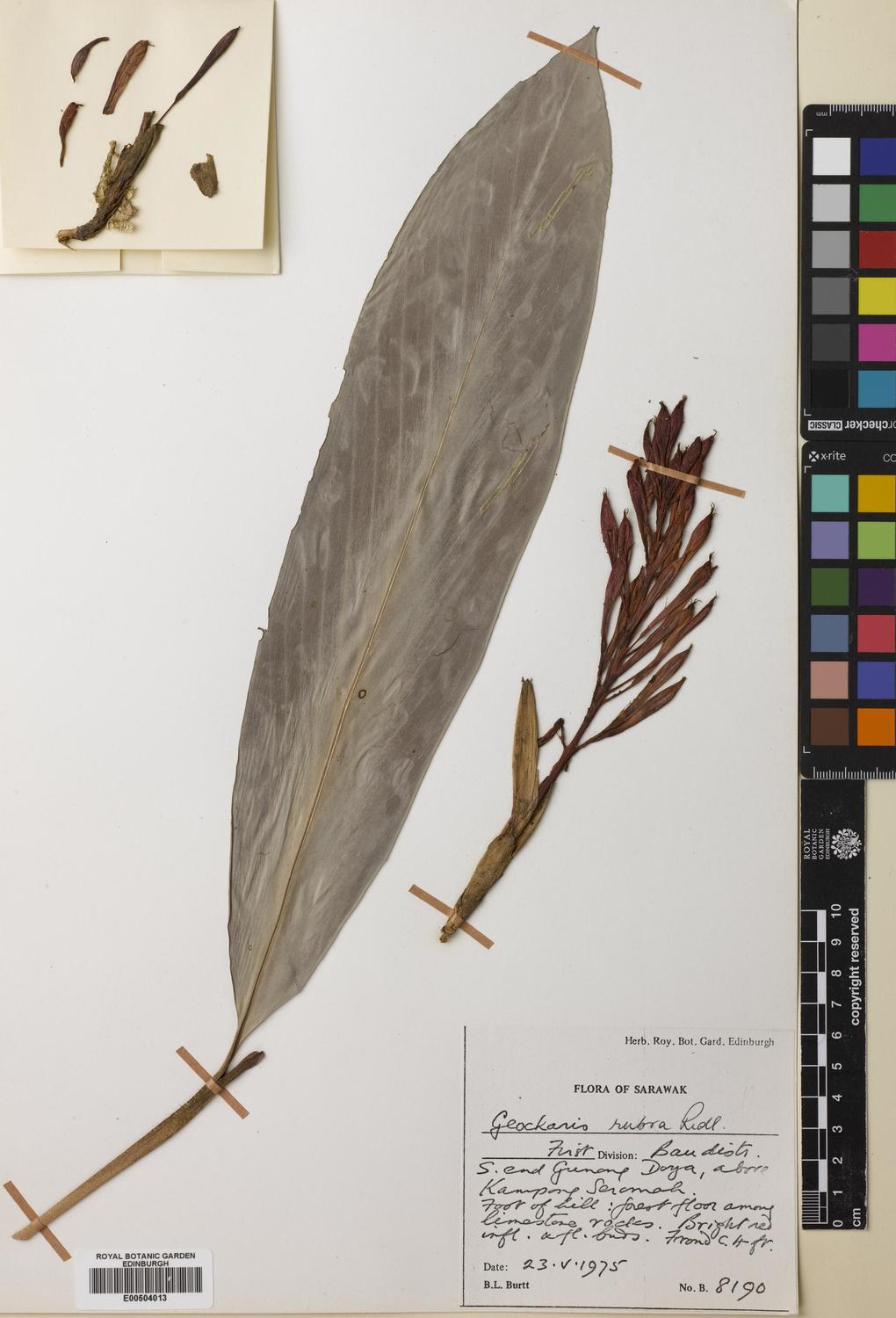 Geocharis rubra Ridl.