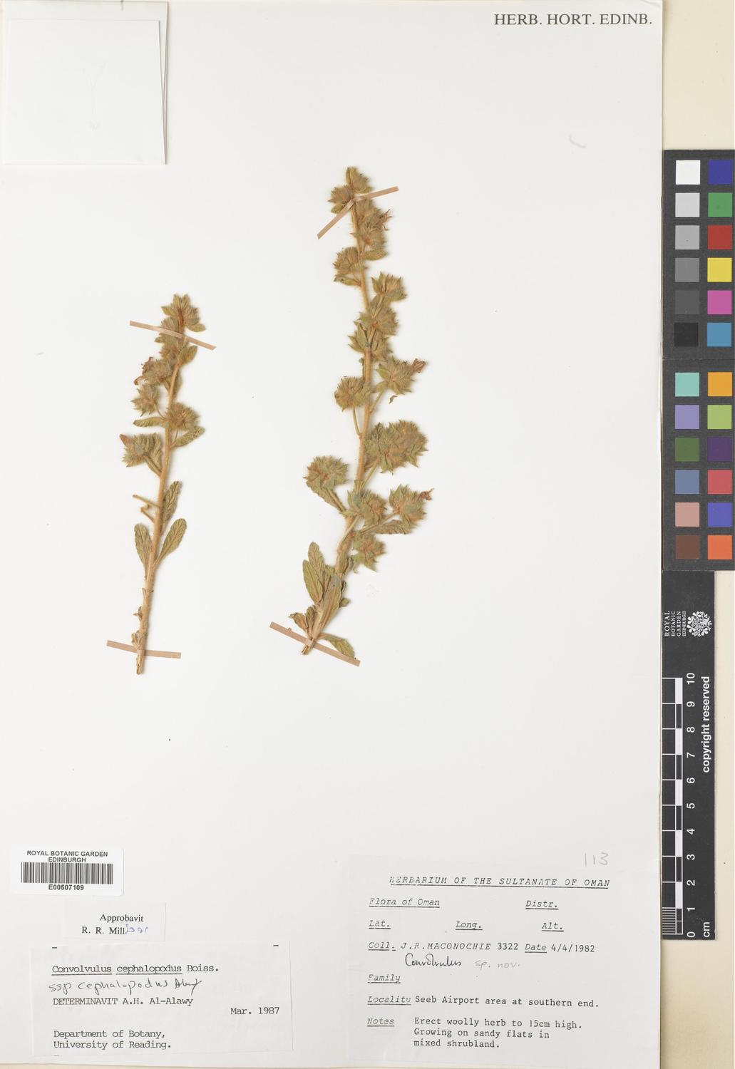 Convolvulus cephalopodus Boiss.