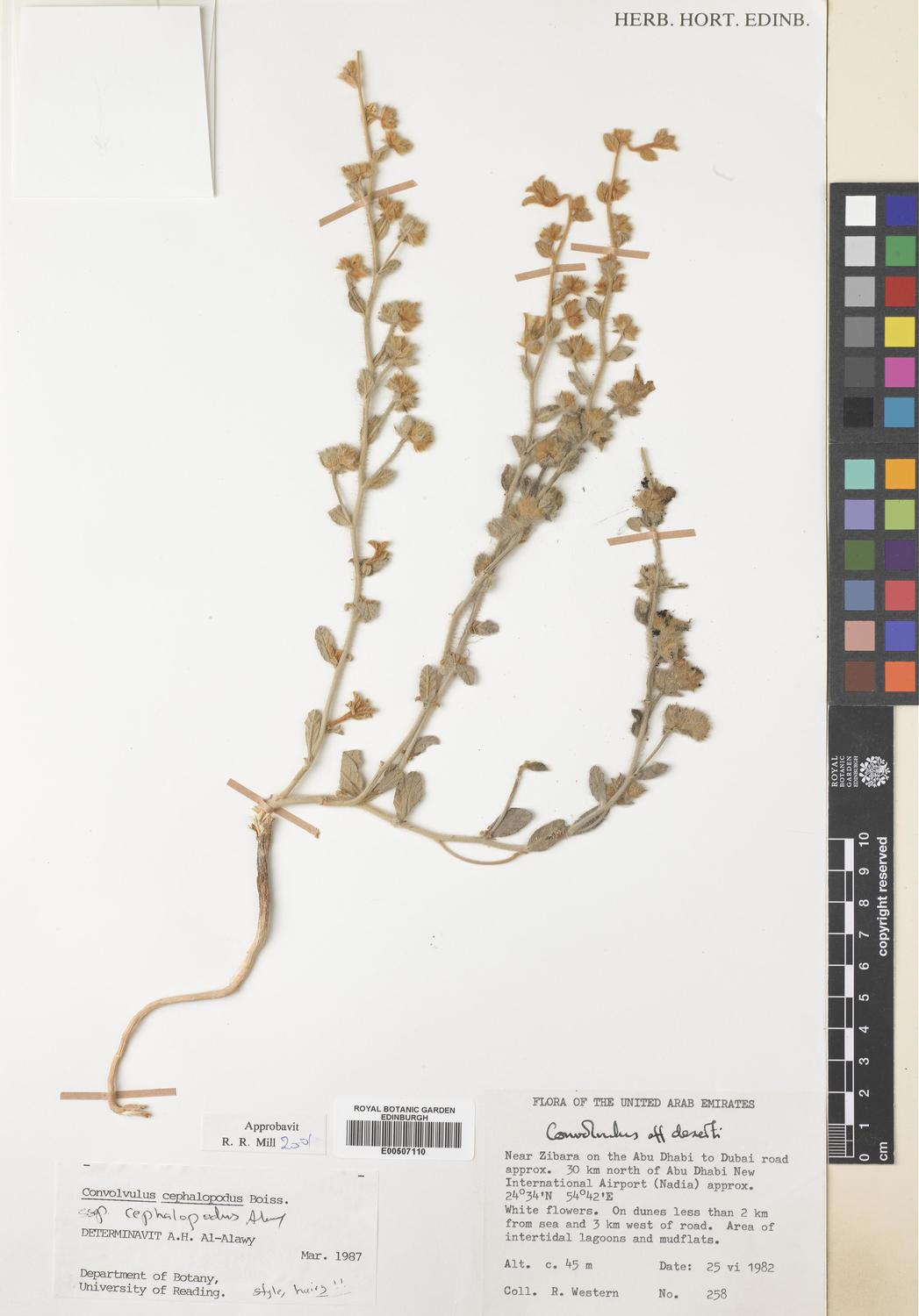 Convolvulus cephalopodus Boiss.