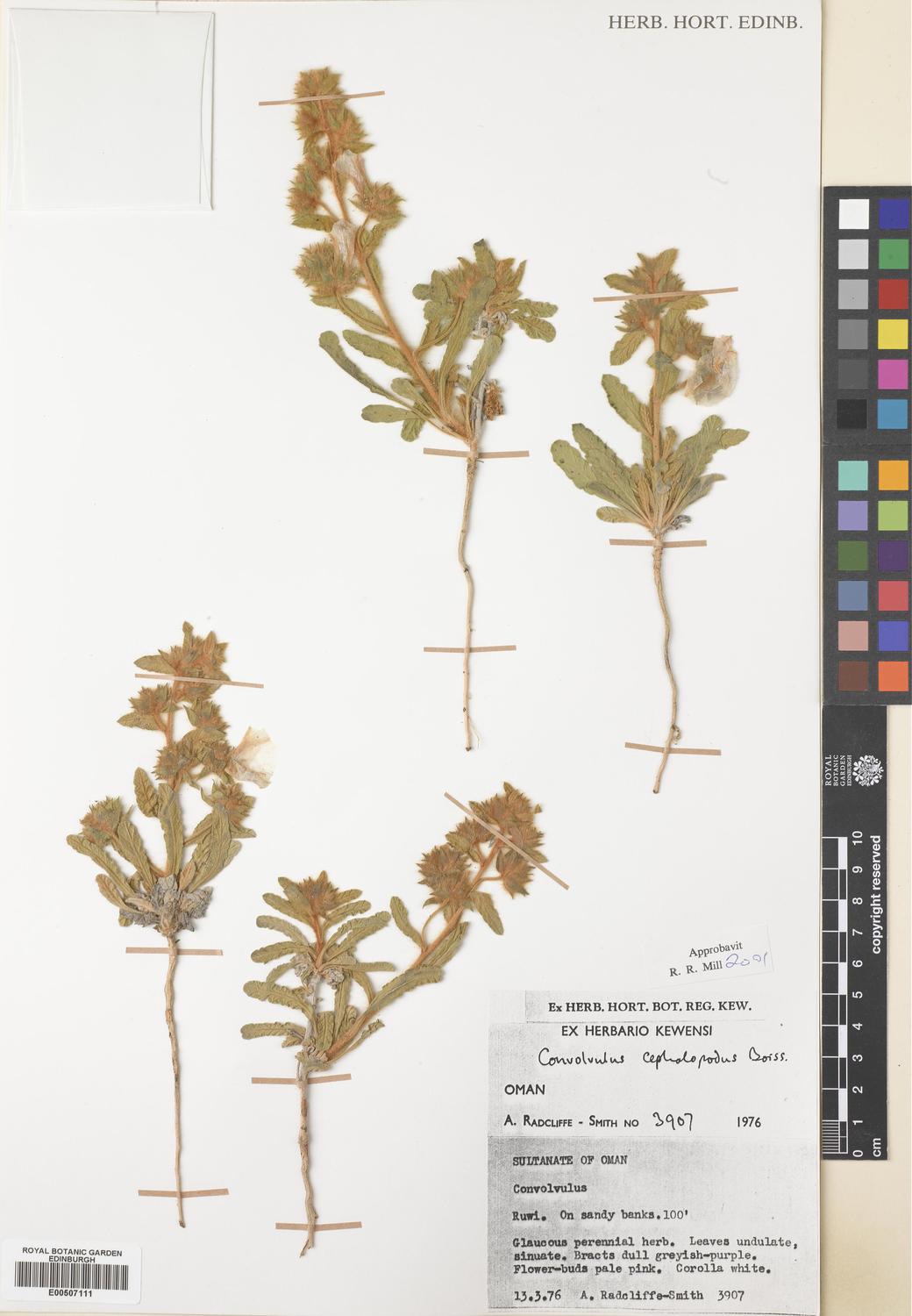 Convolvulus cephalopodus Boiss.