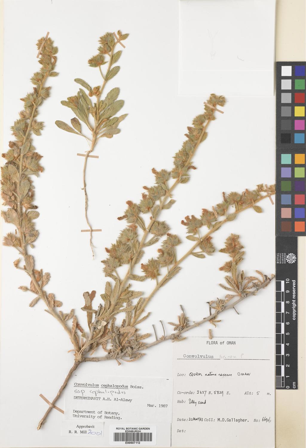 Convolvulus cephalopodus Boiss.