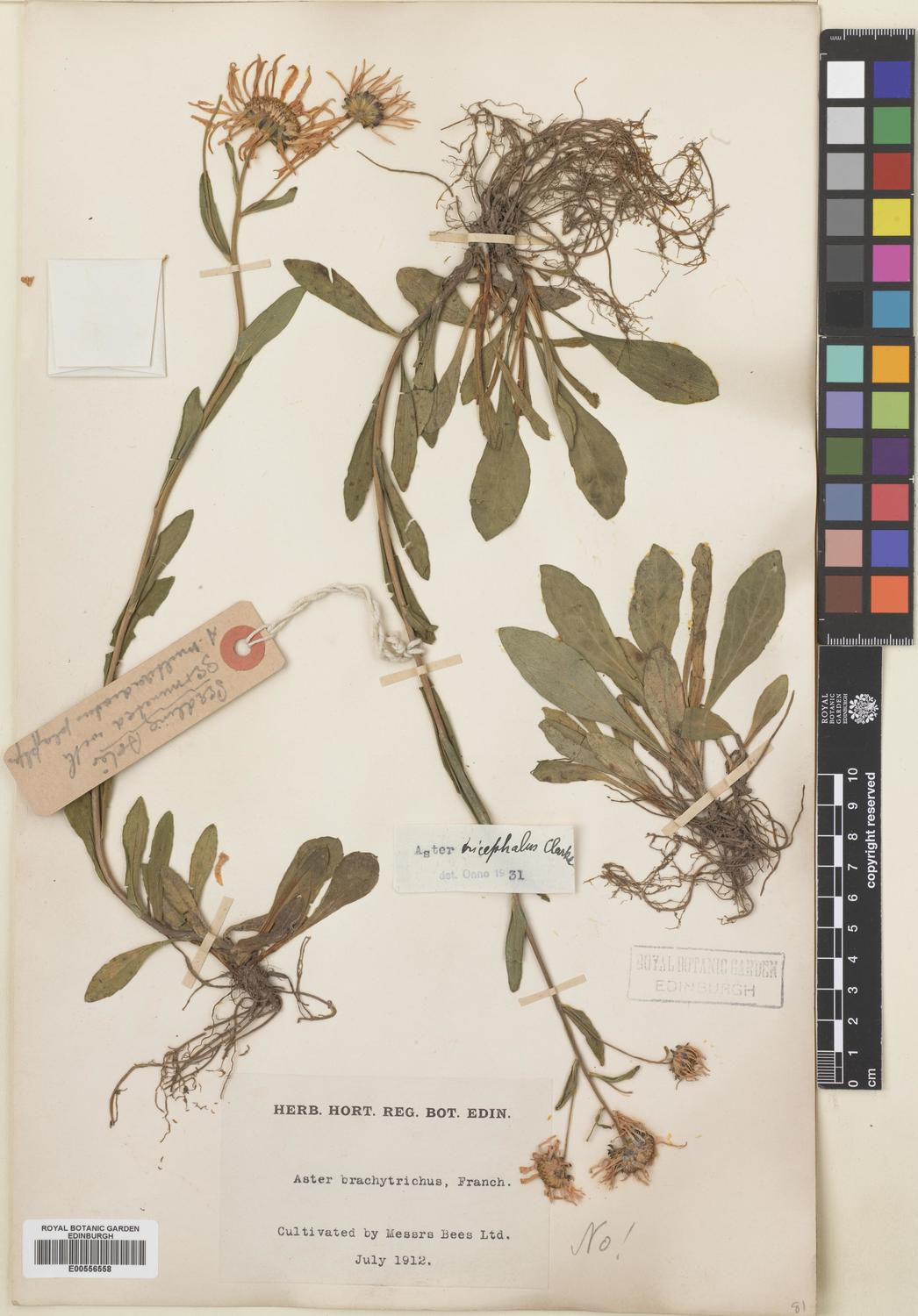 Aster tricephalus C.B.Clarke