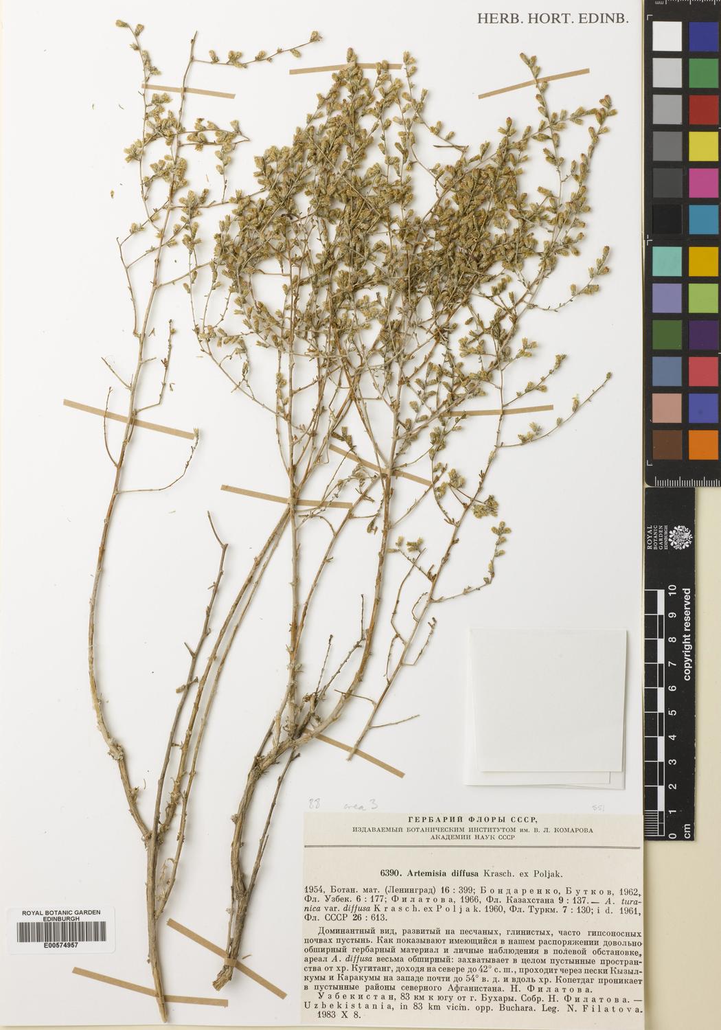 Artemisia diffusa Krasch. ex Poljakov