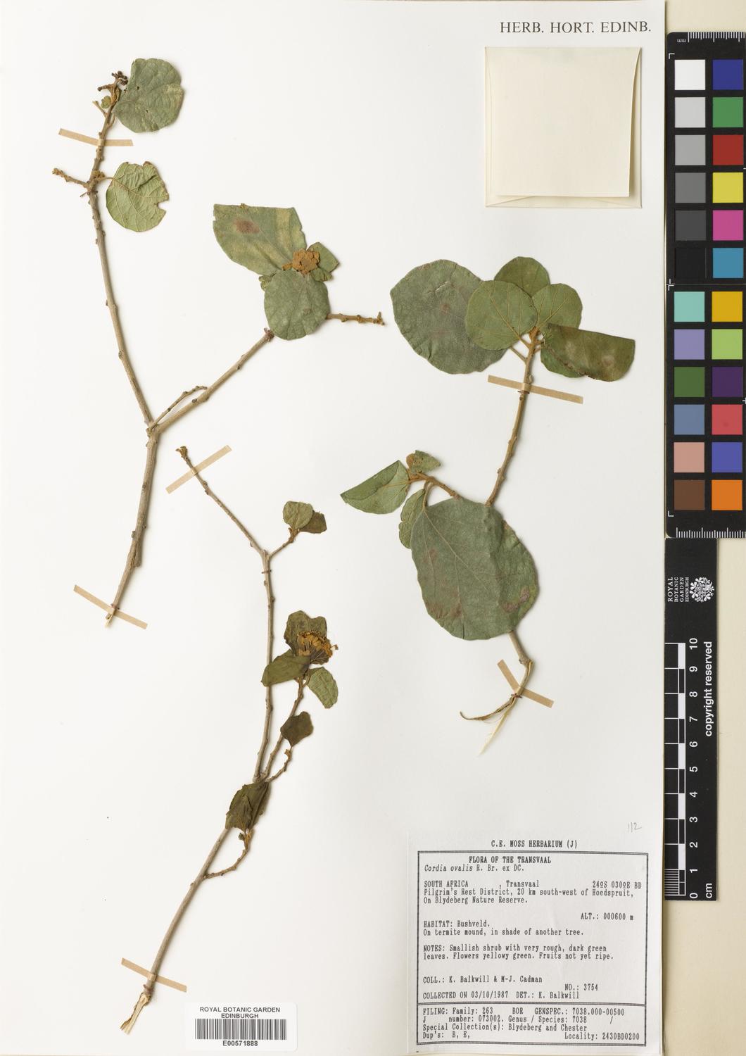 Cordia ovalis R.Br. ex DC.