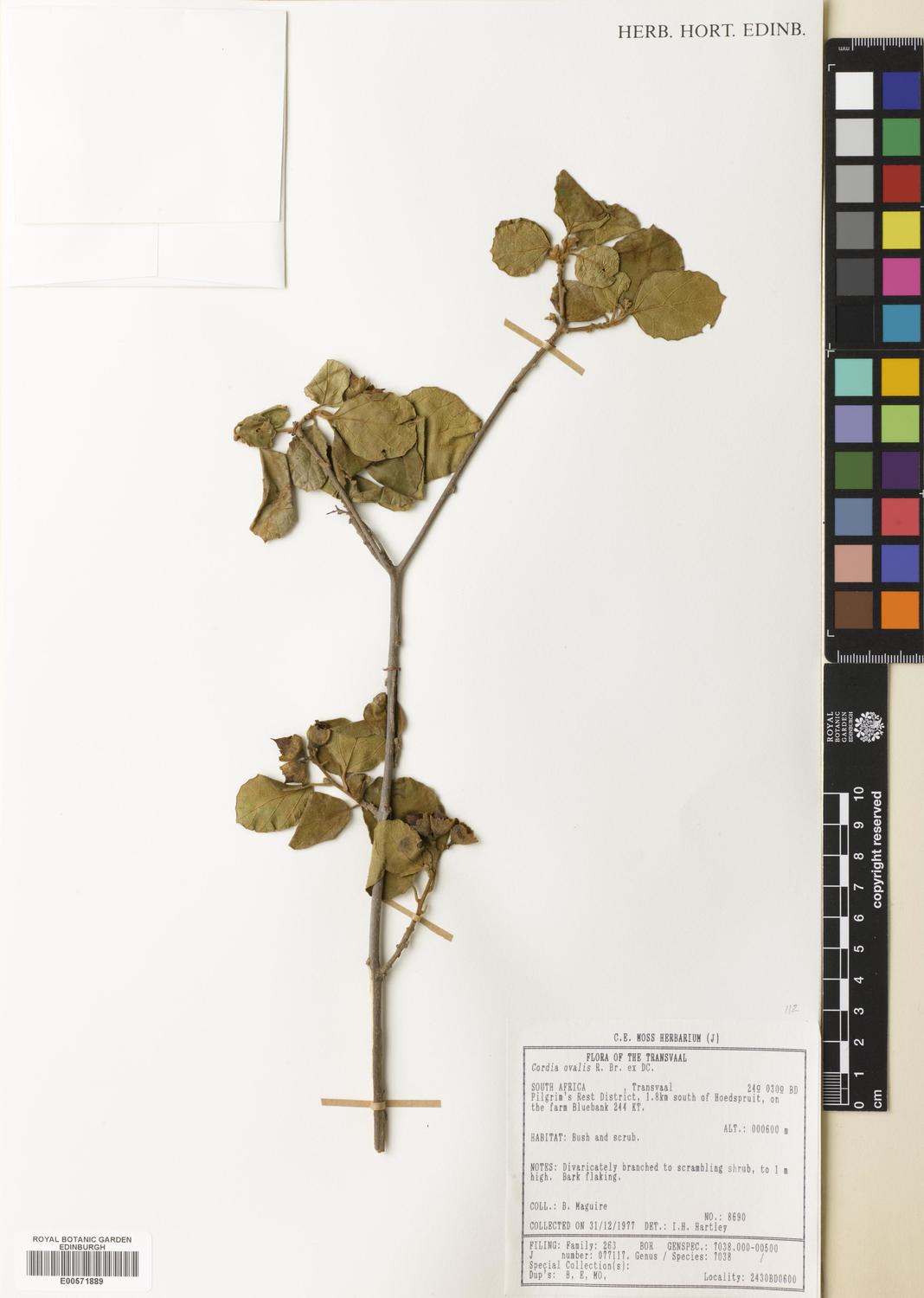 Cordia ovalis R.Br. ex DC.