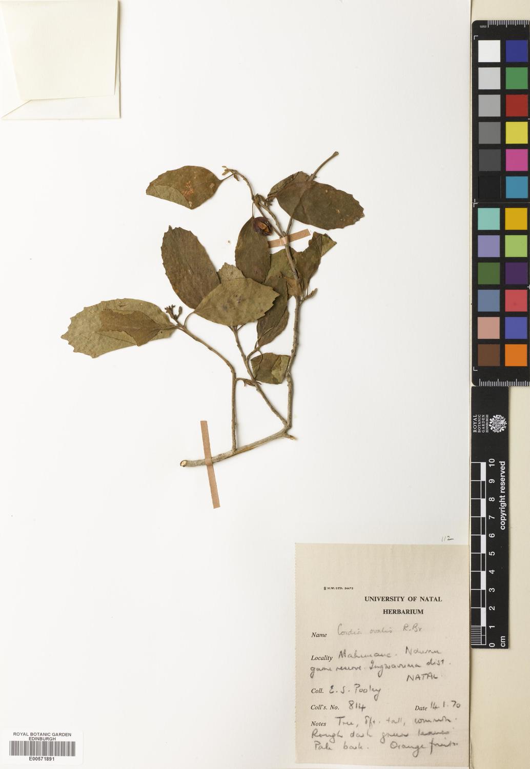 Cordia ovalis R.Br. ex DC.