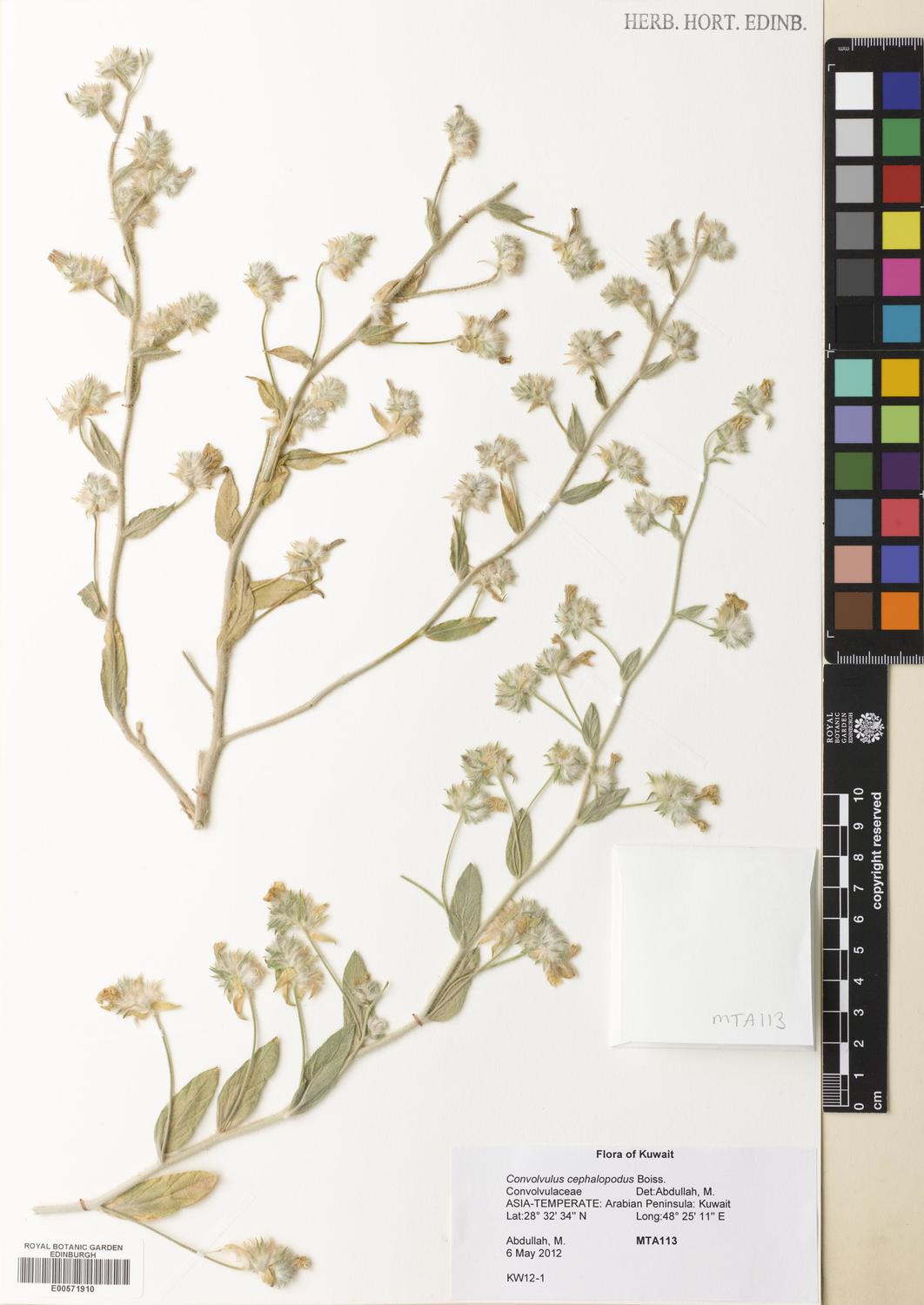 Convolvulus cephalopodus Boiss.