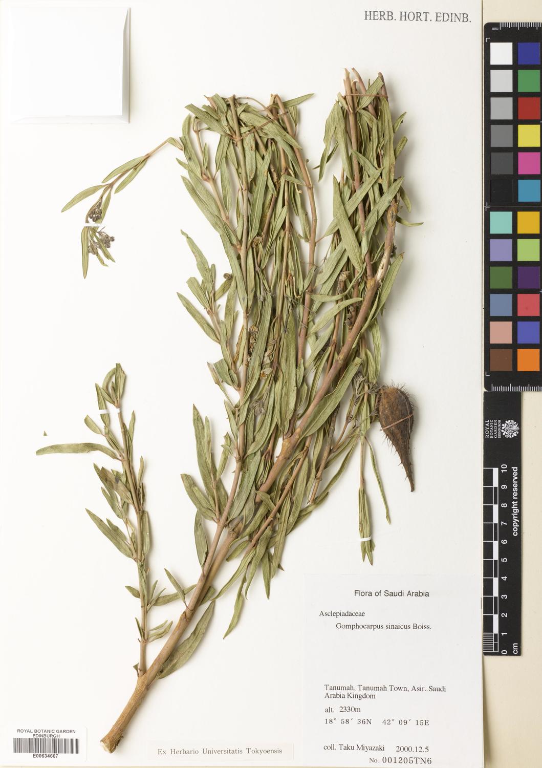 Gomphocarpus sinaicus Boiss.