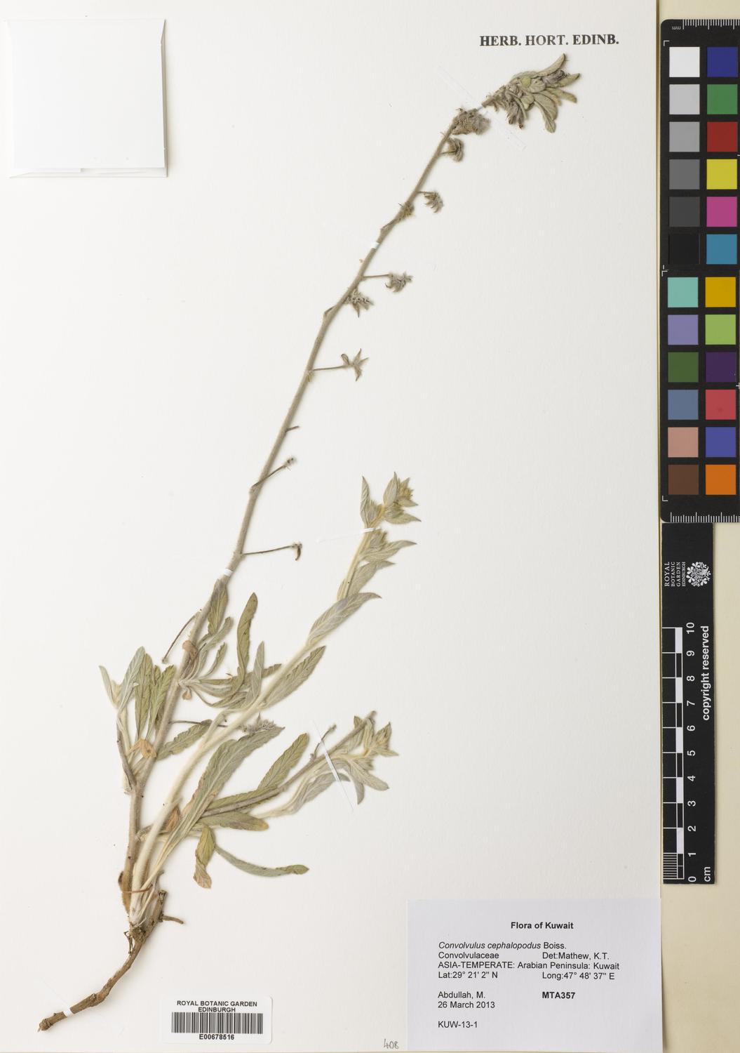 Convolvulus cephalopodus Boiss.