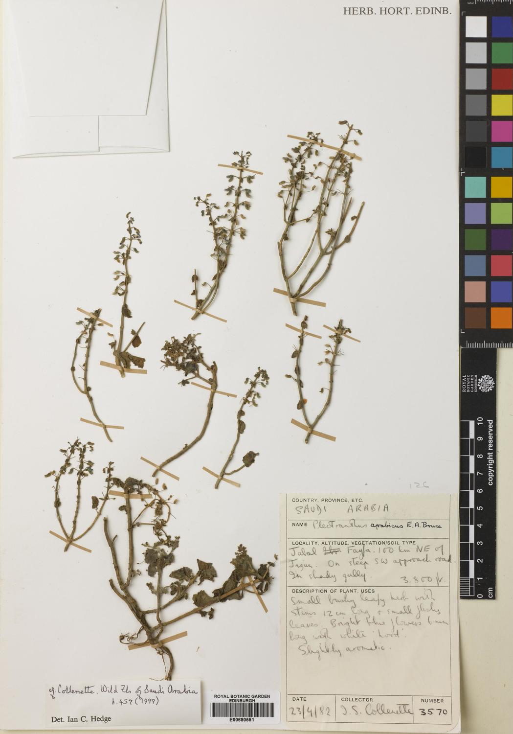 Plectranthus arabicus E.A.Bruce