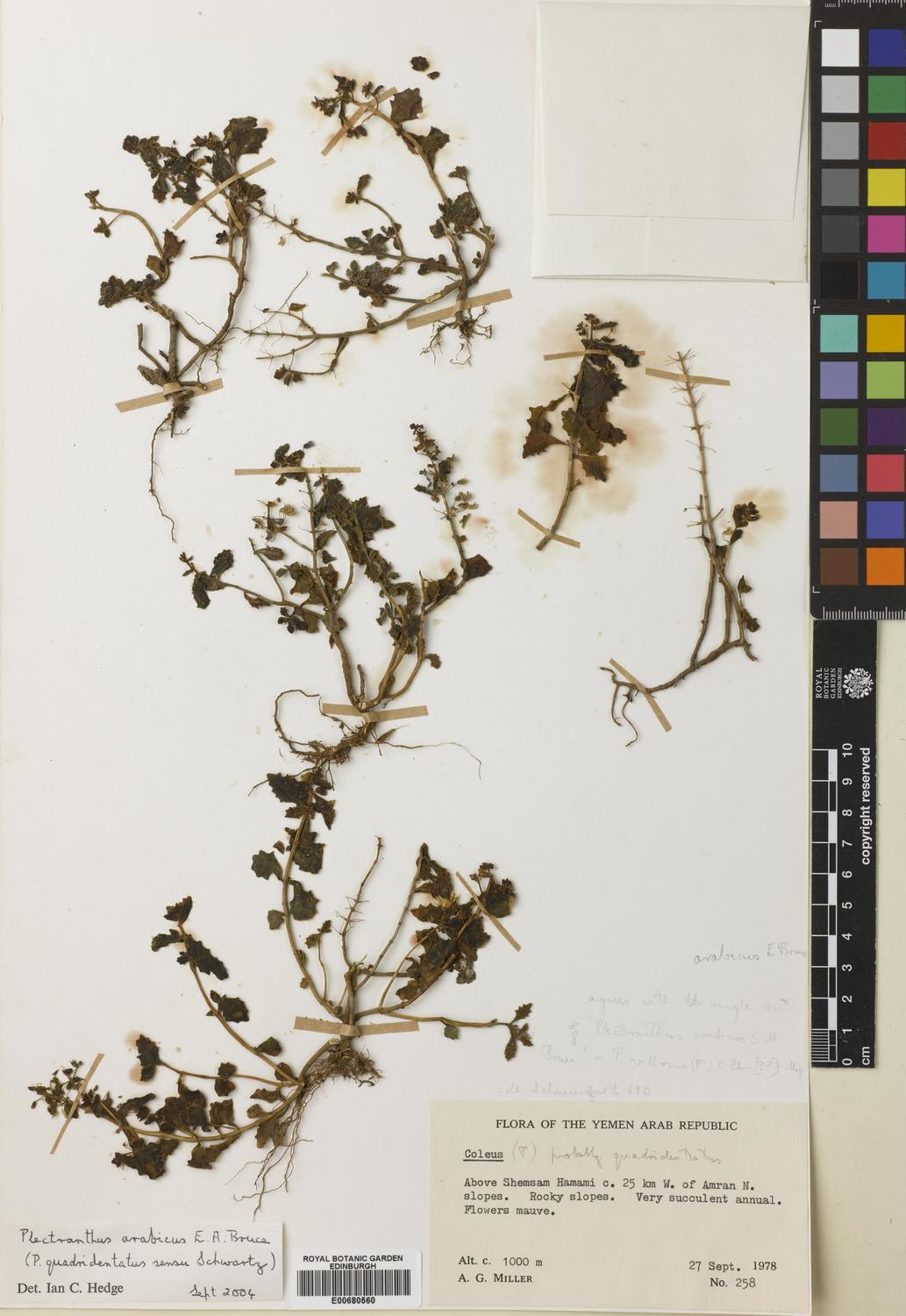 Plectranthus arabicus E.A.Bruce