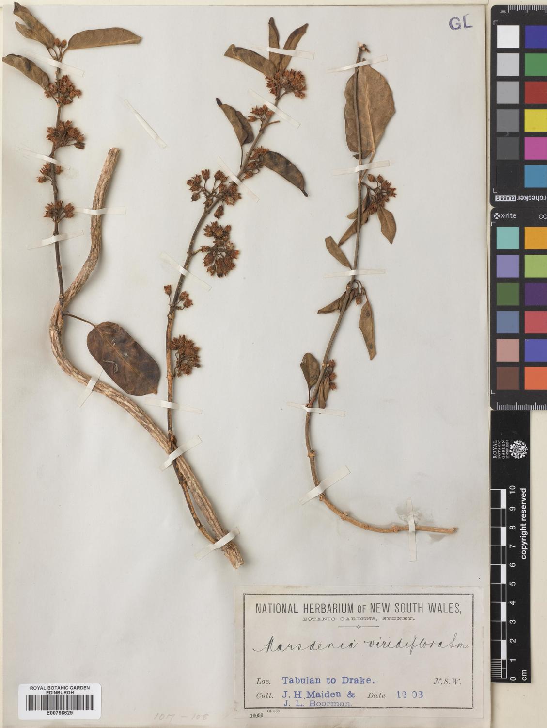 Marsdenia viridiflora R.Br.