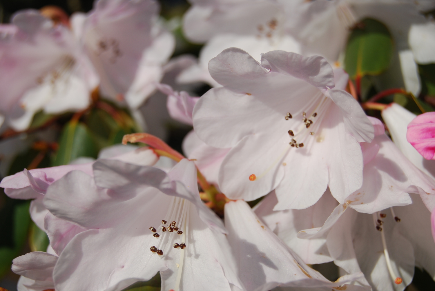 Rhododendron oreodoxa Franch.