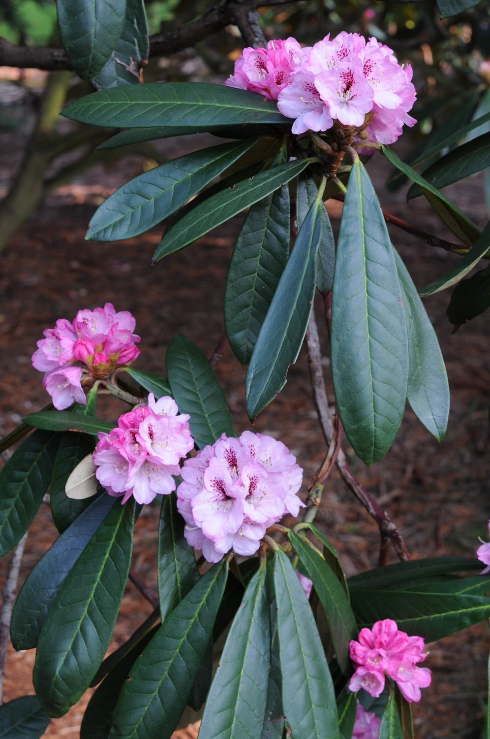 Rhododendron fulvum Balf.fil. & W.W.Sm.