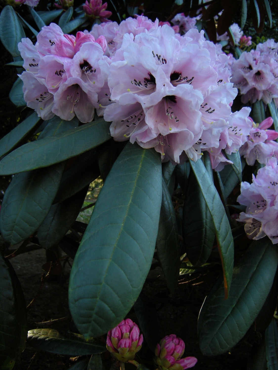 Rhododendron fulvum Balf.fil. & W.W.Sm.