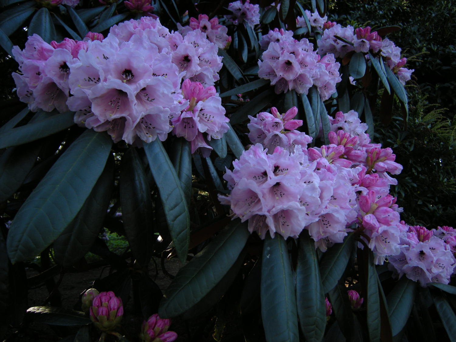 Rhododendron fulvum Balf.fil. & W.W.Sm.