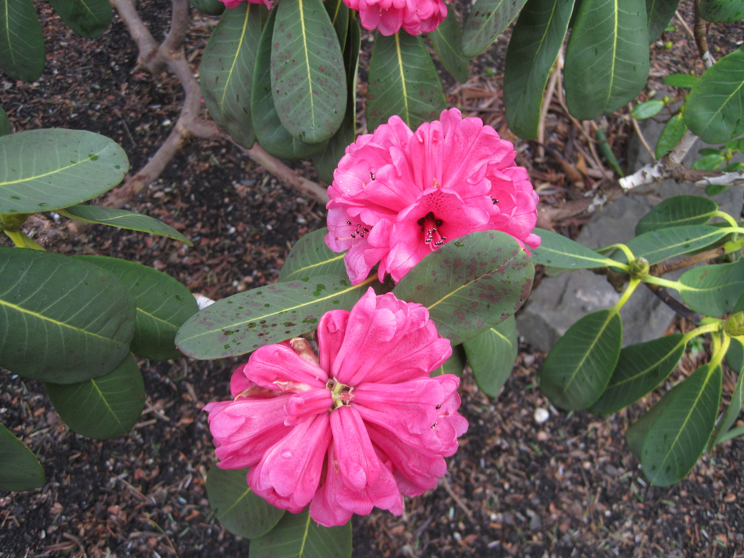 Rhododendron cerasinum Tagg