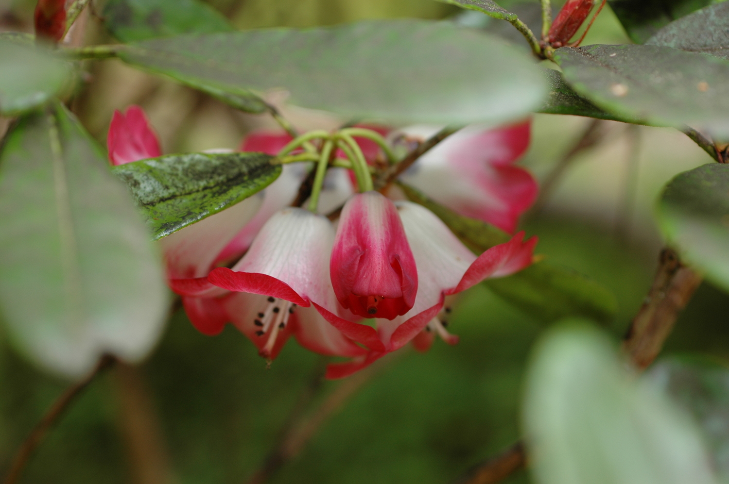 Rhododendron cerasinum Tagg