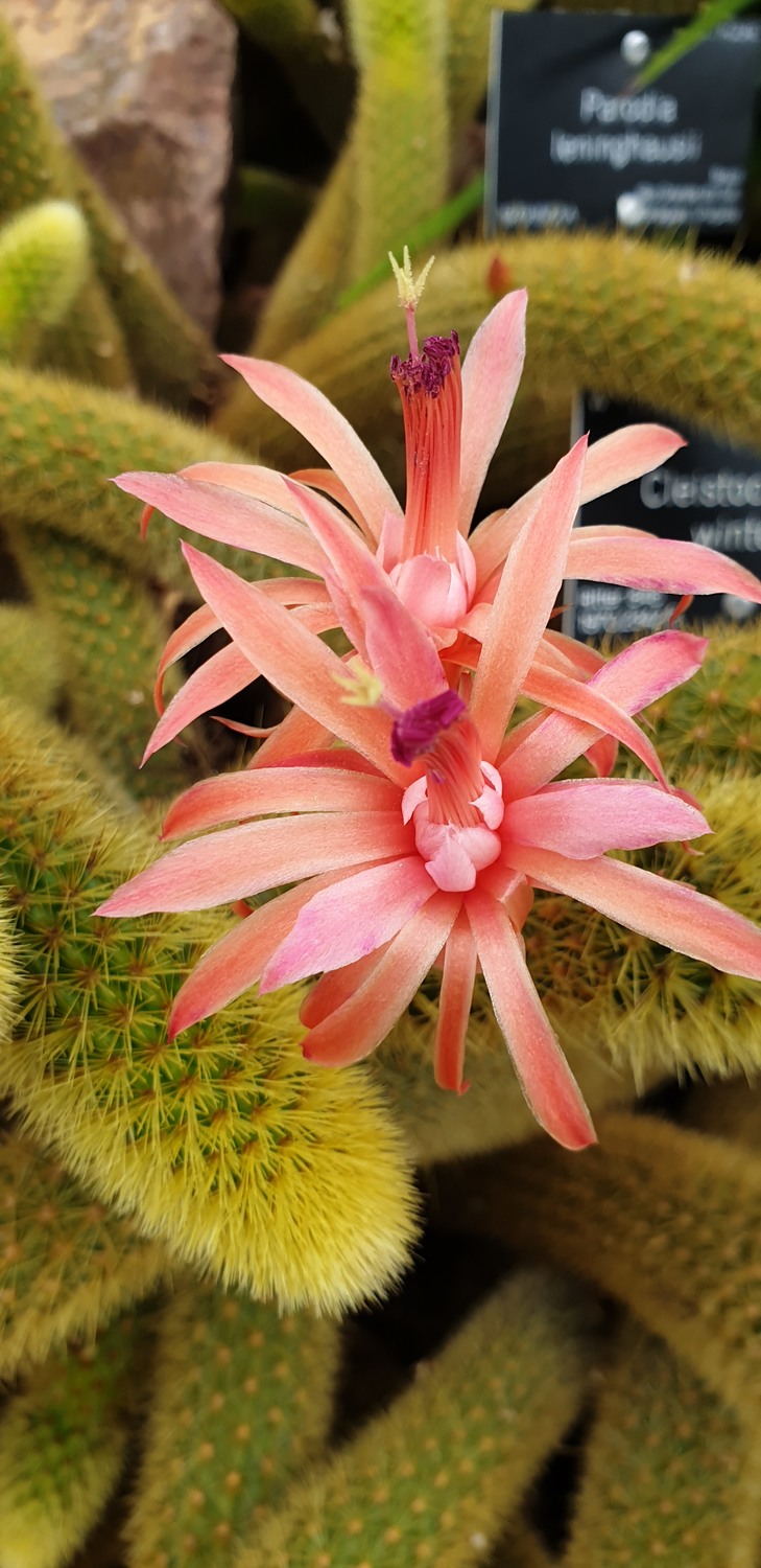 Cleistocactus winteri D.R.Hunt