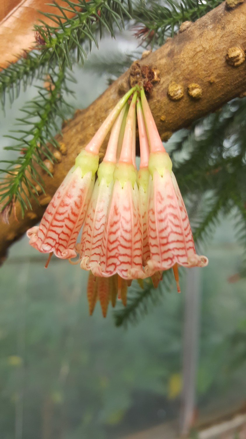 Agapetes variegata (Wall.) D.Don ex G.Don