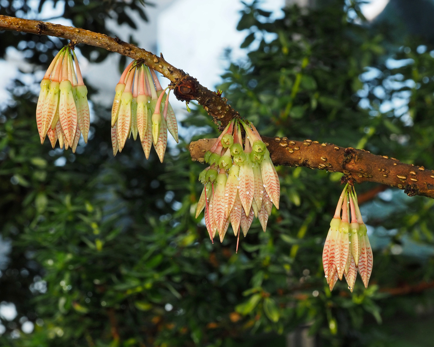 Agapetes variegata (Wall.) D.Don ex G.Don