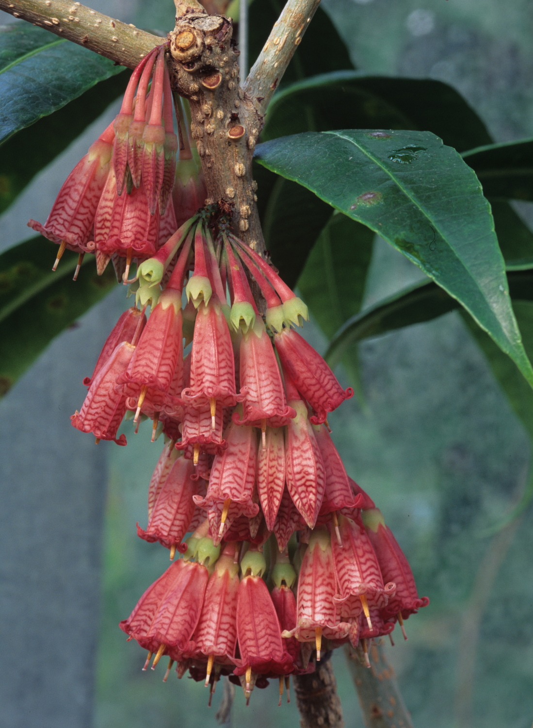 Agapetes variegata (Wall.) D.Don ex G.Don