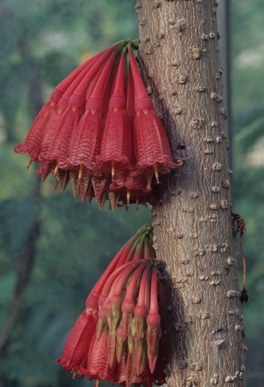 Agapetes variegata (Wall.) D.Don ex G.Don