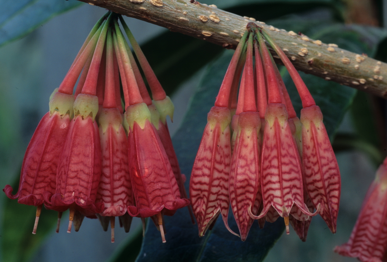 Agapetes variegata (Wall.) D.Don ex G.Don