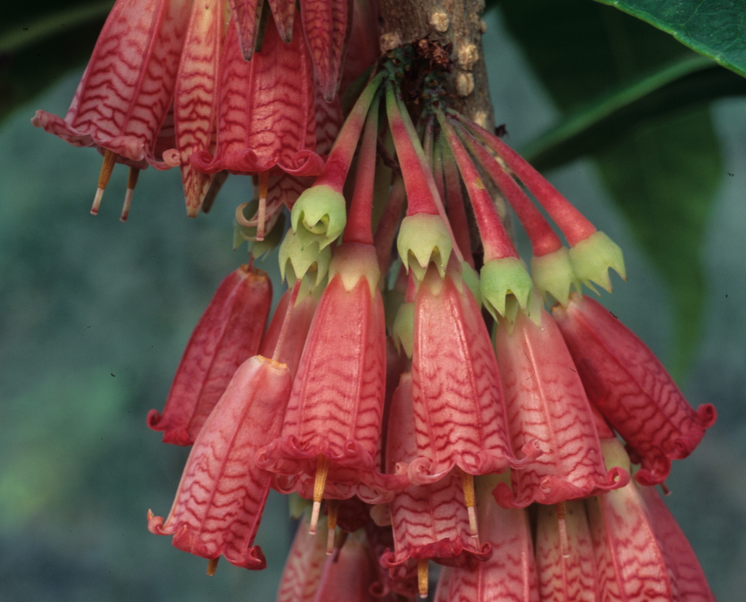 Agapetes variegata (Wall.) D.Don ex G.Don