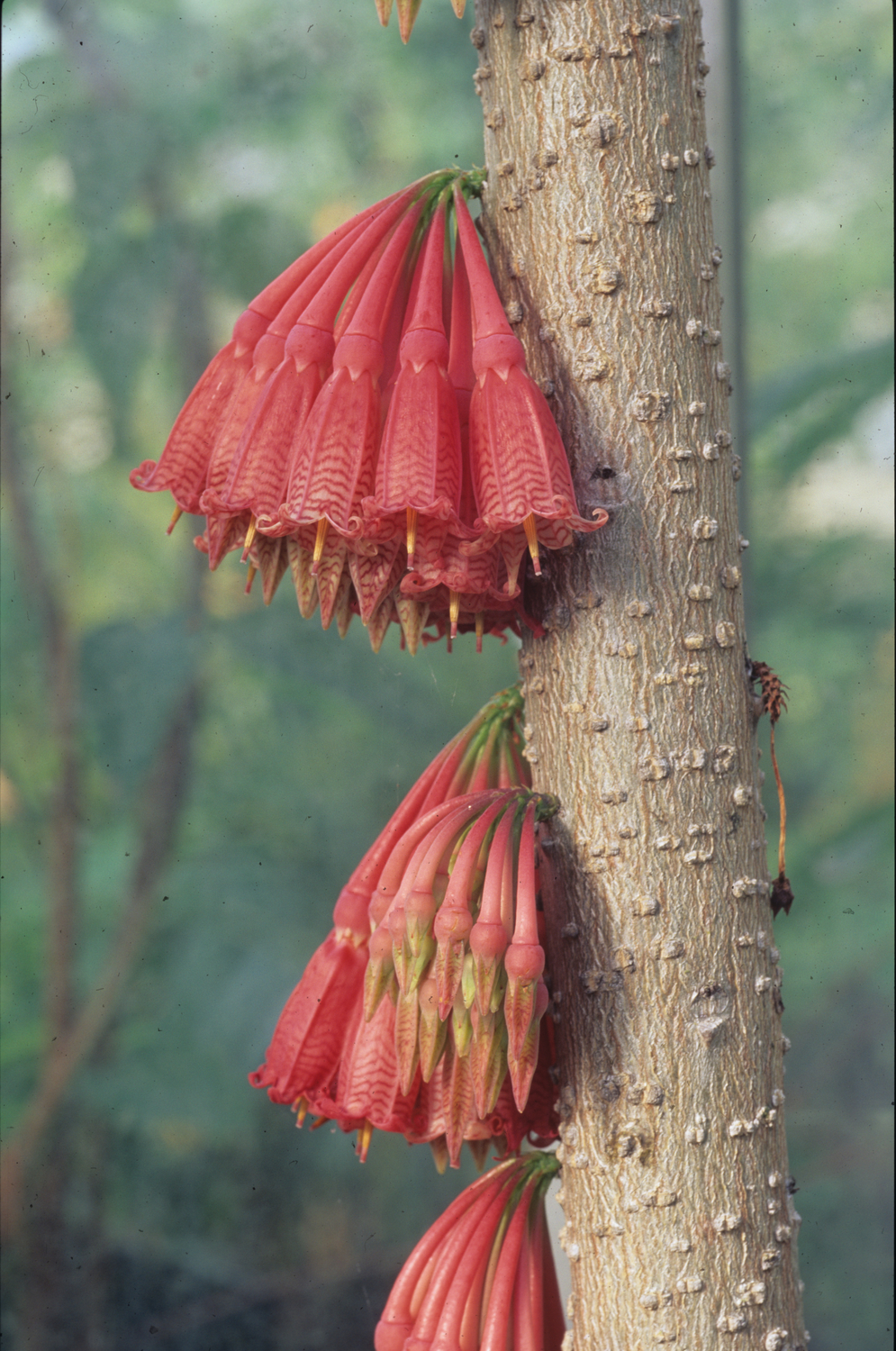 Agapetes variegata (Wall.) D.Don ex G.Don