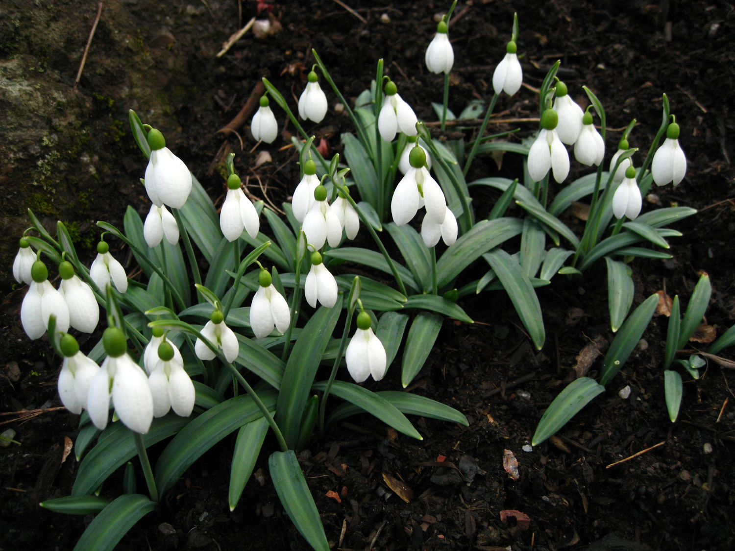 Galanthus plicatus subsp. byzantinus (Baker) D.A.Webb