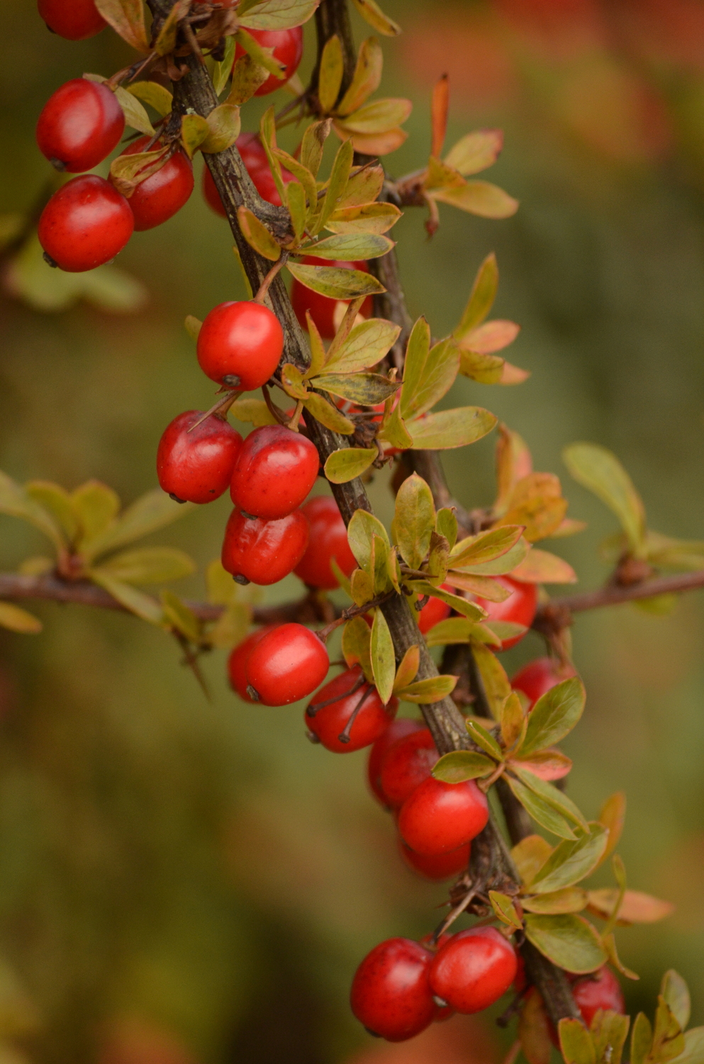 Berberis angulosa Wall. ex Hook.f. & Thomson