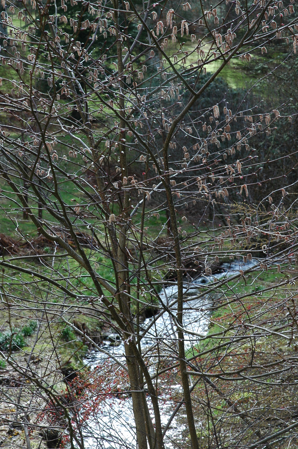 Corylus ferox Wall.