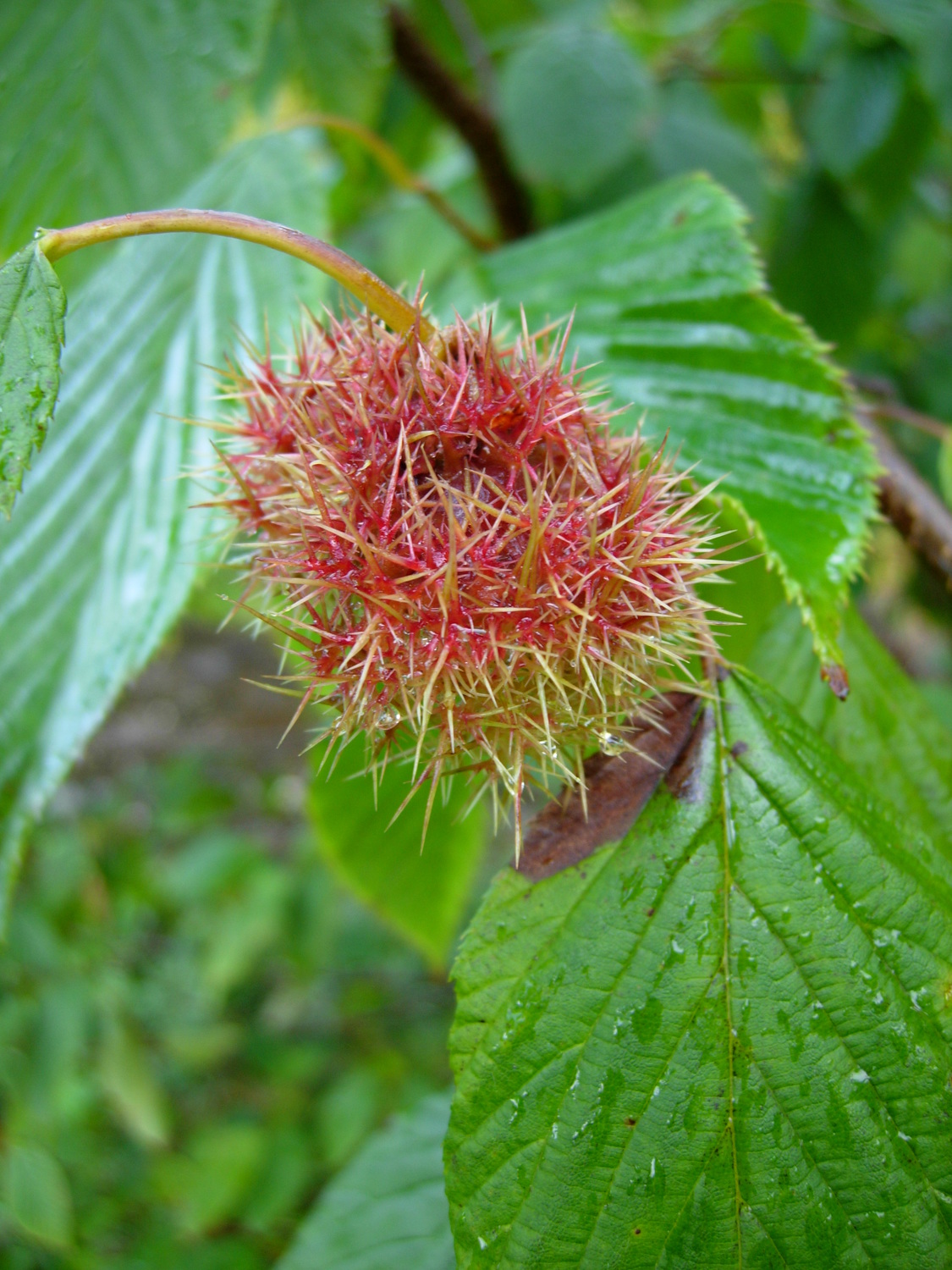 Corylus ferox Wall.