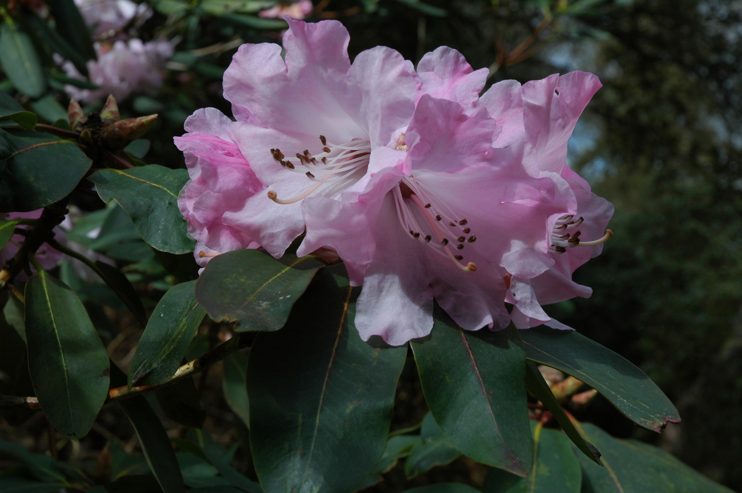Rhododendron oreodoxa Franch.