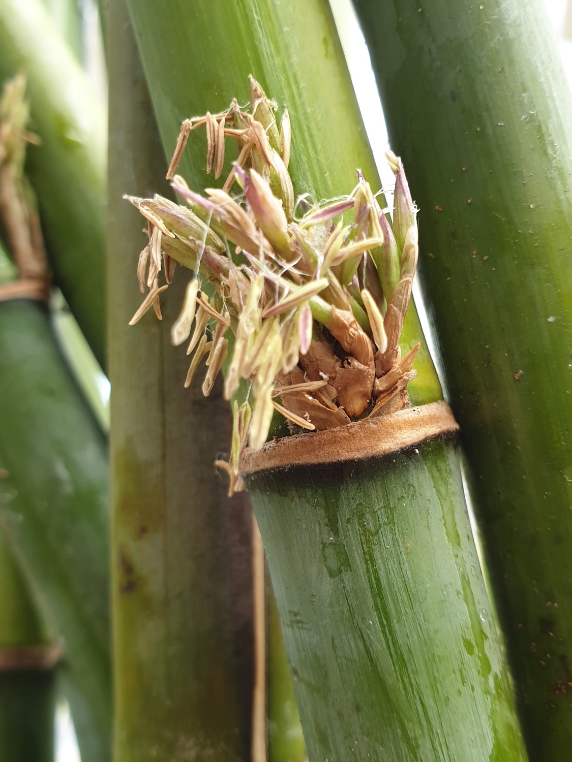 Himalayacalamus falconeri (Hook.f. ex Munro) Keng f.