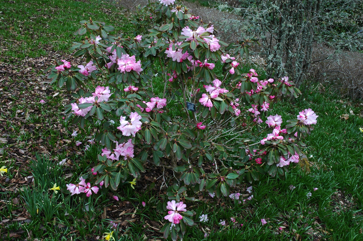 Rhododendron oreodoxa Franch.