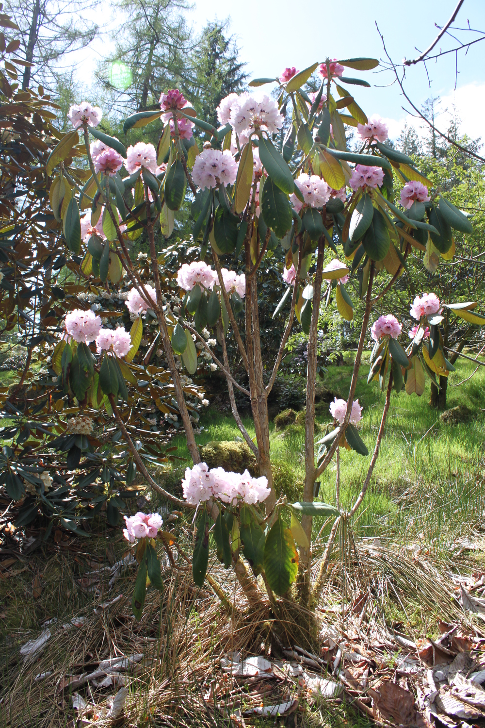 Rhododendron rex H.Lév.