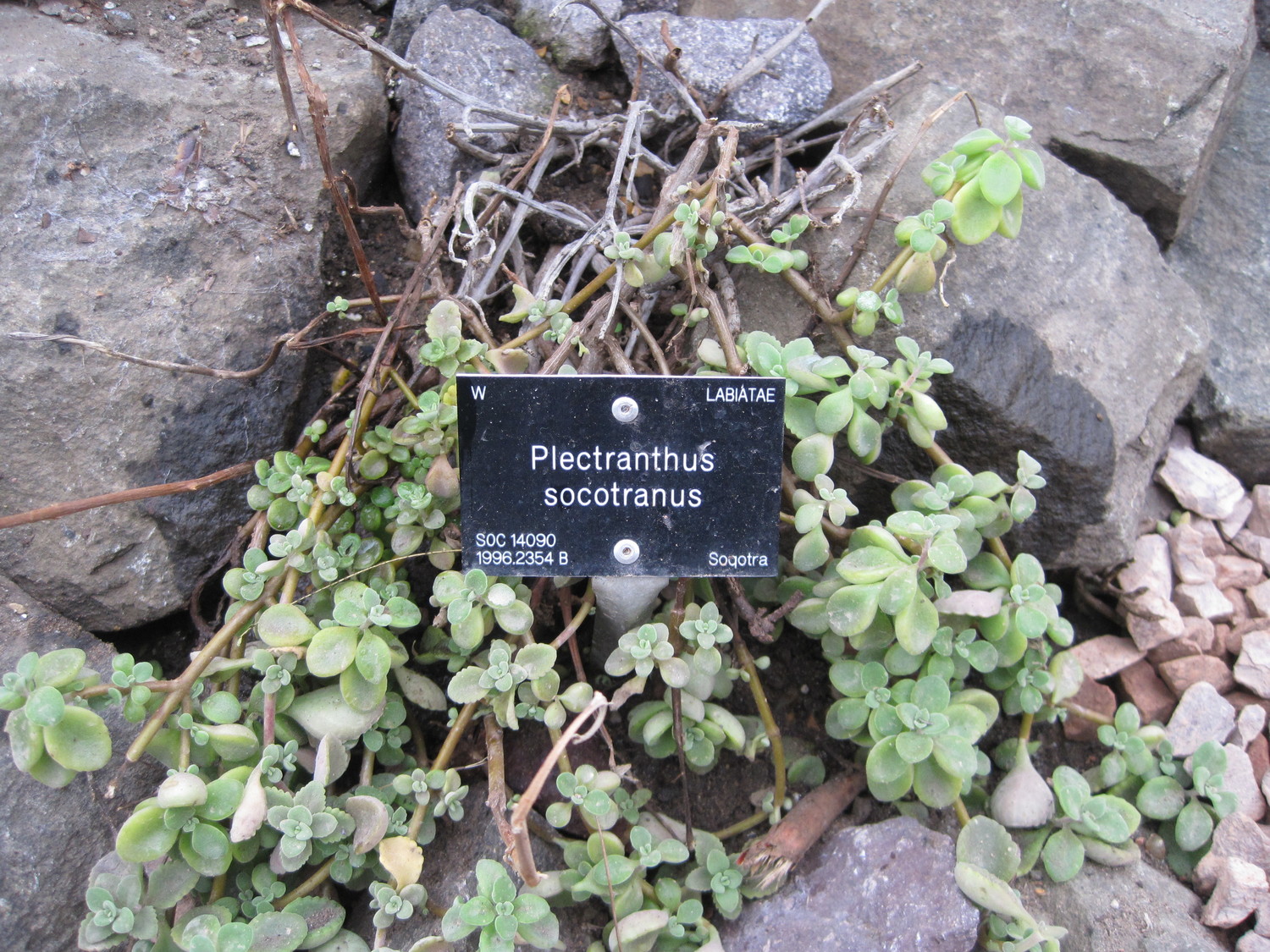 Plectranthus socotranus Radcl.-Sm.